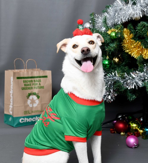Checkers launches festive clothing range for pets — www.guzzle.co.za