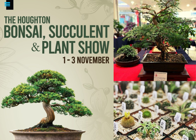Killarney Mall What's On - Step into a summer oasis: The Houghton Bonsai, Succulent, and Plant ...