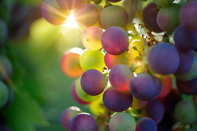 Shoprite & Checkers supports struggling local wine industry — www ...